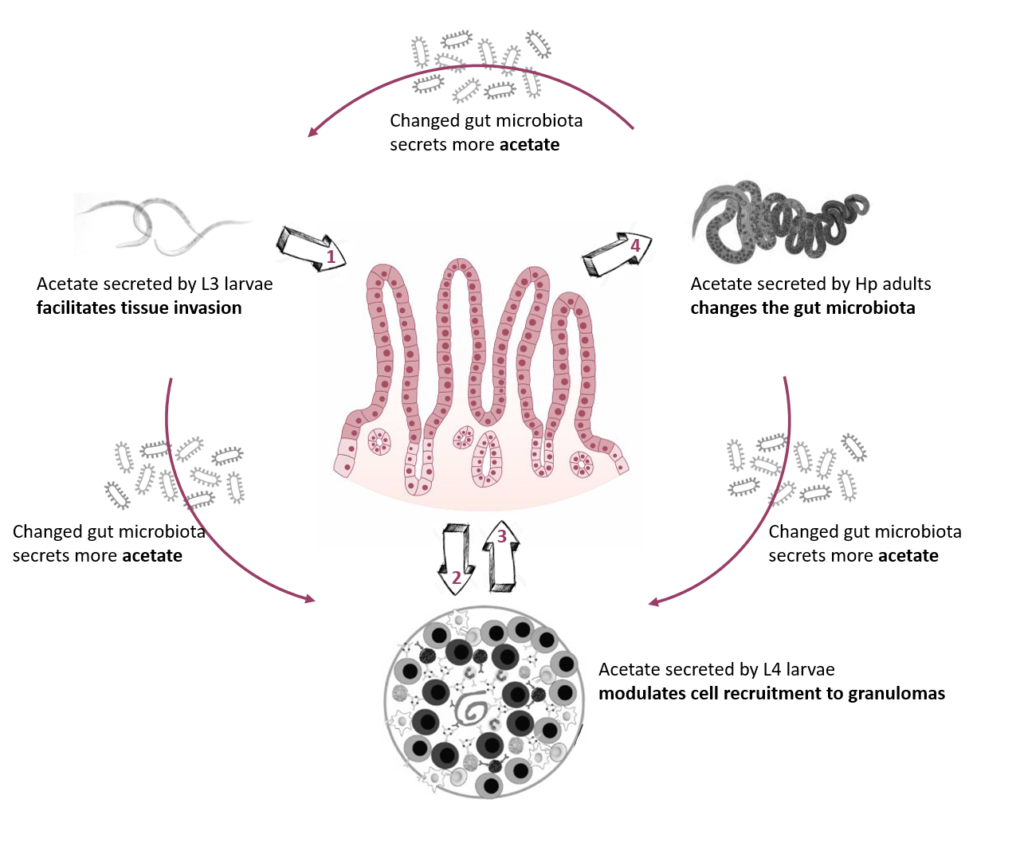 B4: Acetate, a secreted metabolic product of Heligmosomoides polygyrus ...